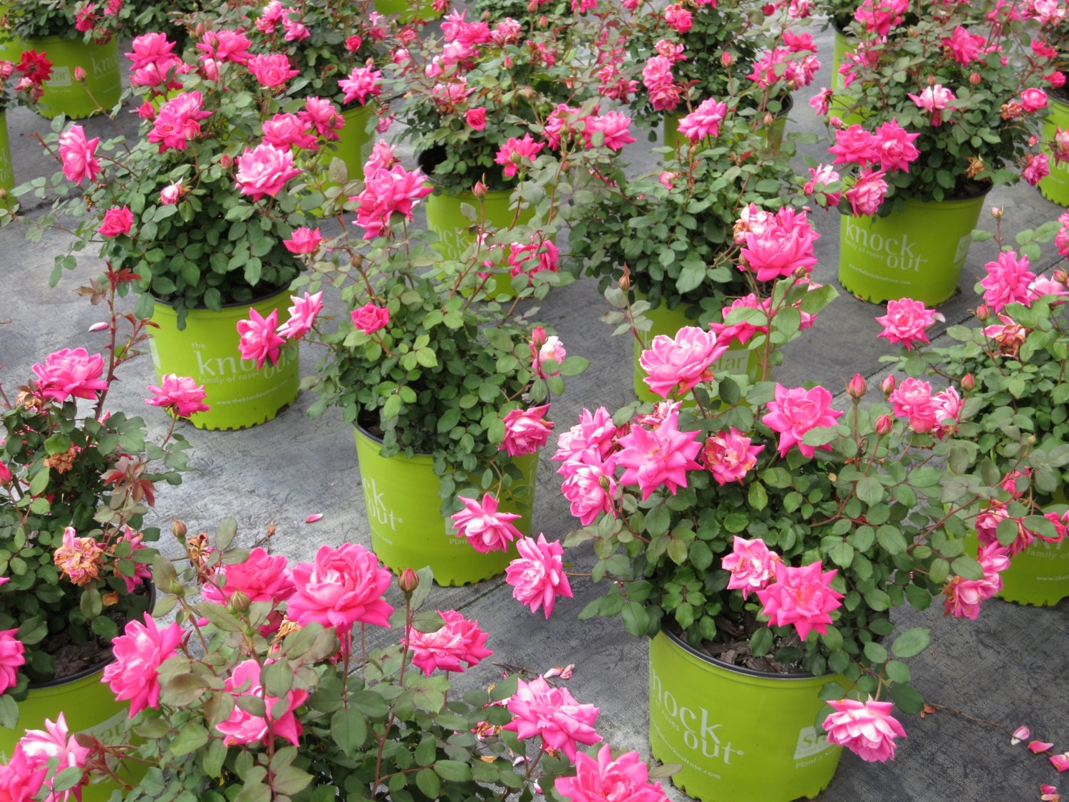 Pink Double Knock Out® Rose Bush Large Bubblegum Pink - Etsy