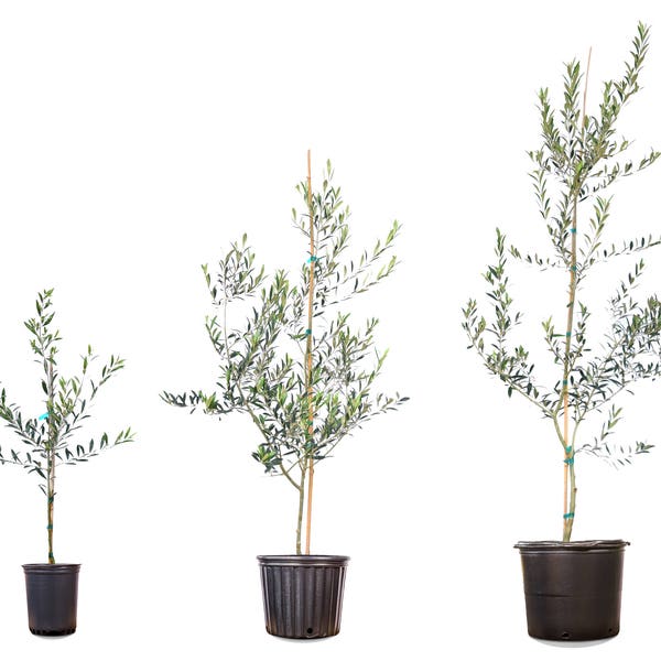 Real Olive Tree Live - Etsy