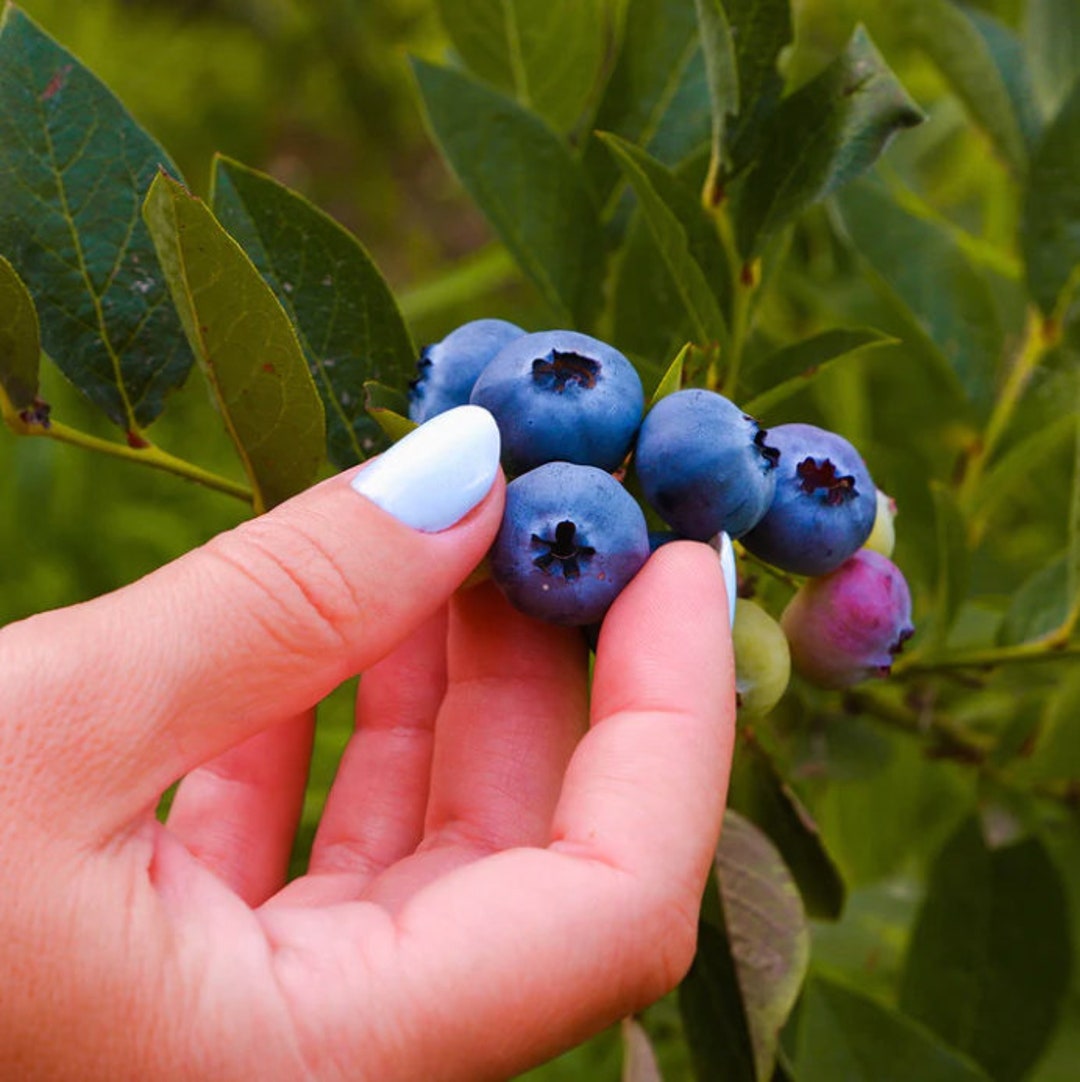 Duke Blueberry Bush: Vaccinium 'duke', Self-pollinating Vaccinium ...