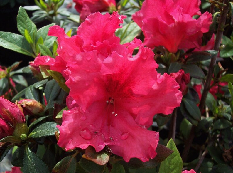 Red Ruffles Azalea: Rhododendron 'red Ruffles' Dwarf | Etsy