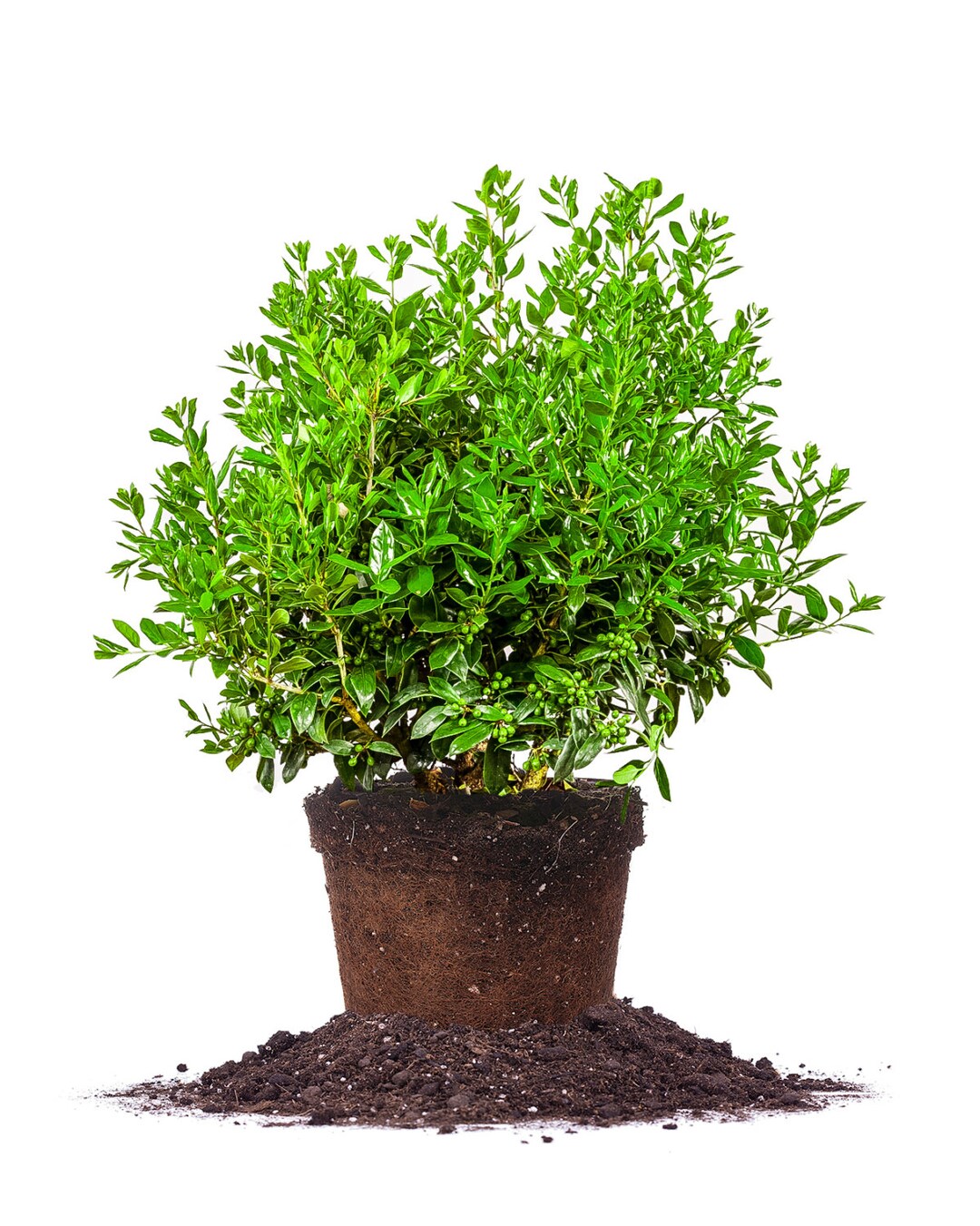 Needlepoint Holly: Ilex Cornuta 'needlepoint', Low Maintenance ...