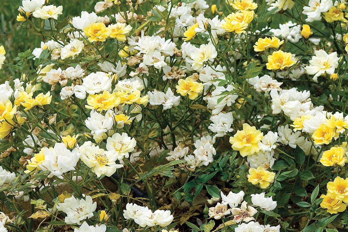 Lemon Drift® Rose Bush: Rosa X 'novarospop' Yellow - Etsy