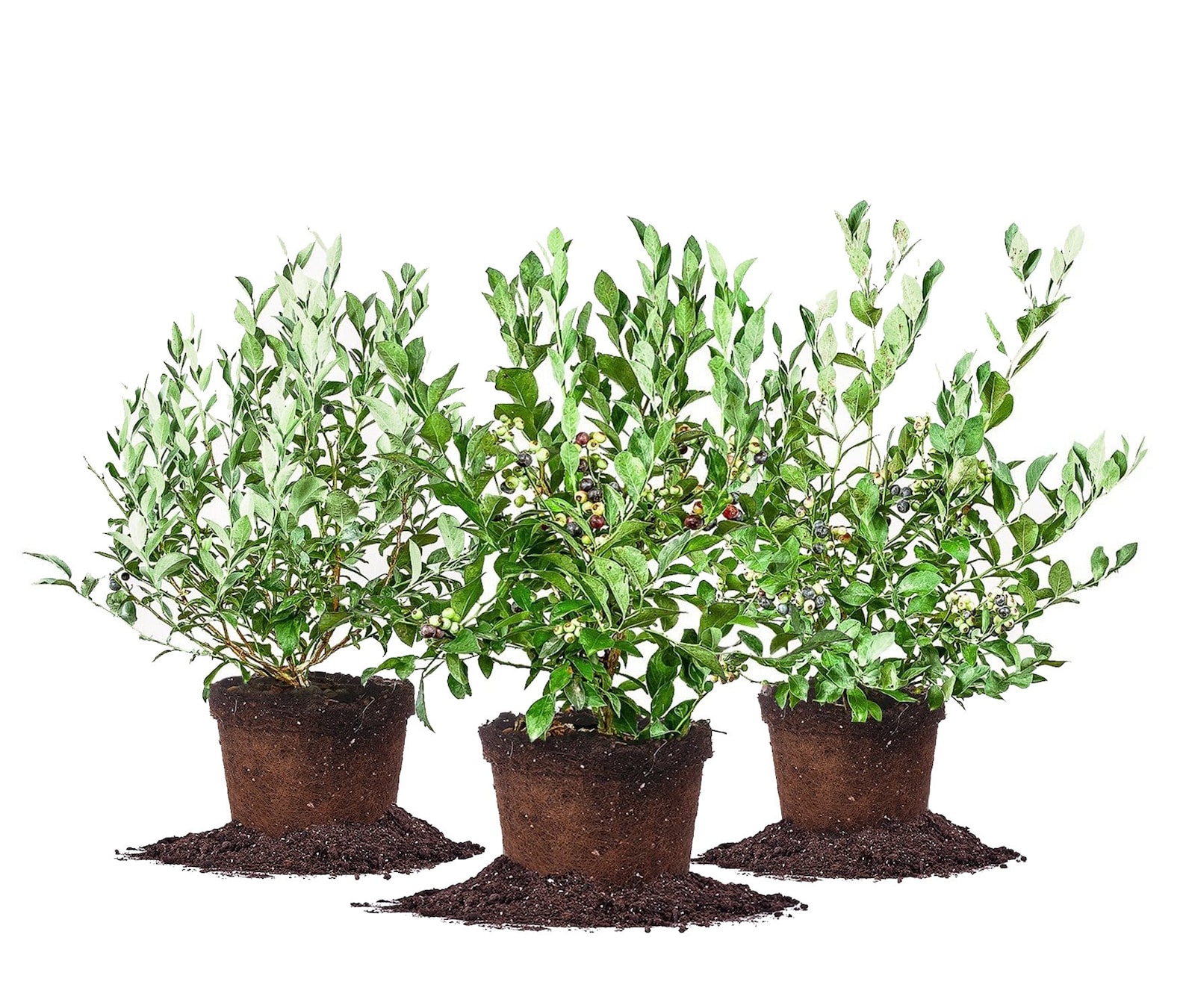 Assortment of 3 Blueberry Bushes for Best Cross Pollination: Rabbiteye ...