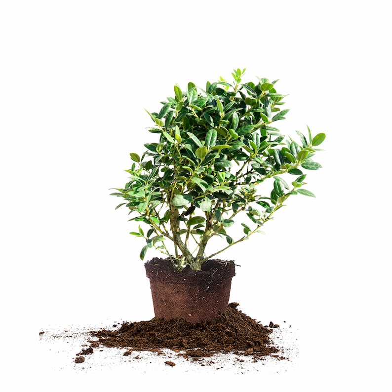 Dwarf Burford Holly: Ilex Cornuta 'burfordii Nana' - Etsy