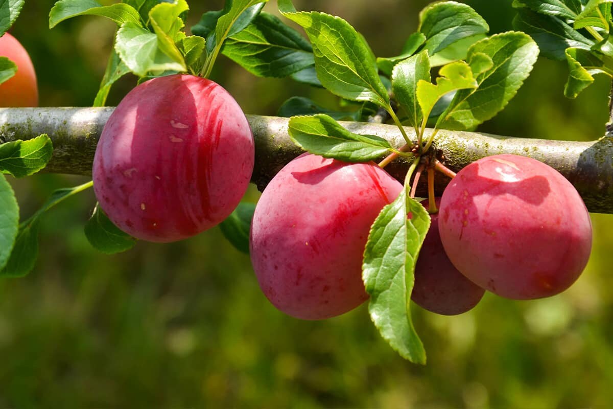 AU Rosa Plum Tree: Prunus salicina hybrid AU-Rosa' | Etsy