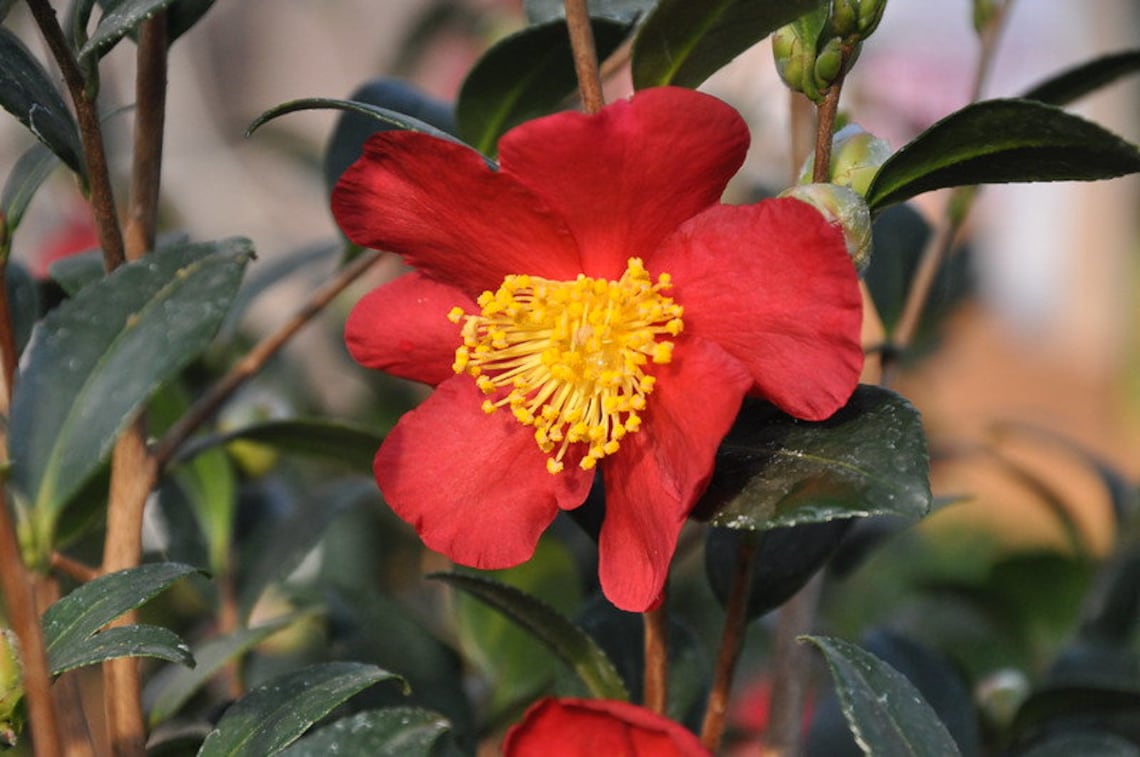 Yuletide Camellia Shrub: Camellia Sasanqua 'yuletide' | Etsy