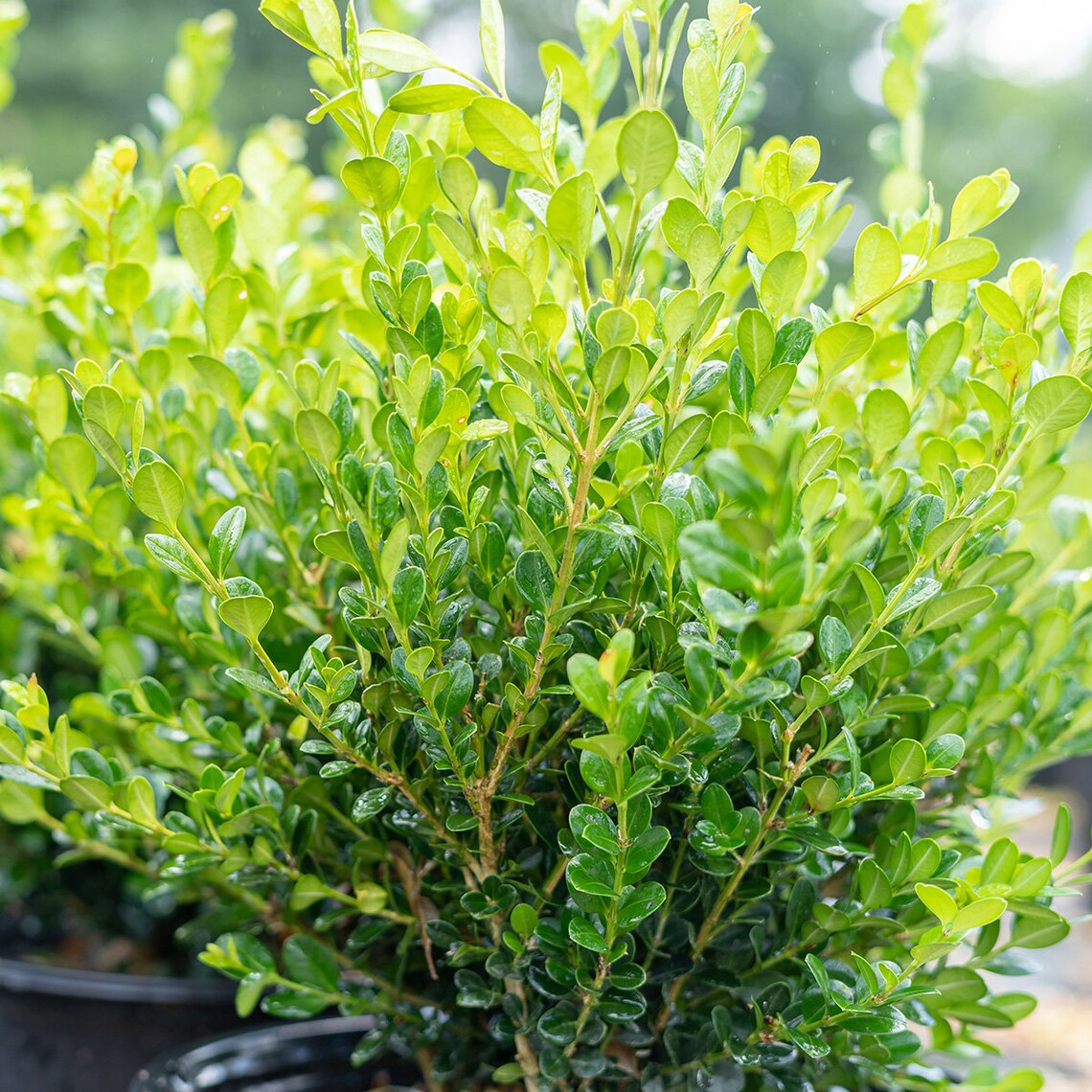 Winter Gem Boxwood Shrub: Buxus Microphylla Variety Japonica 'winter ...