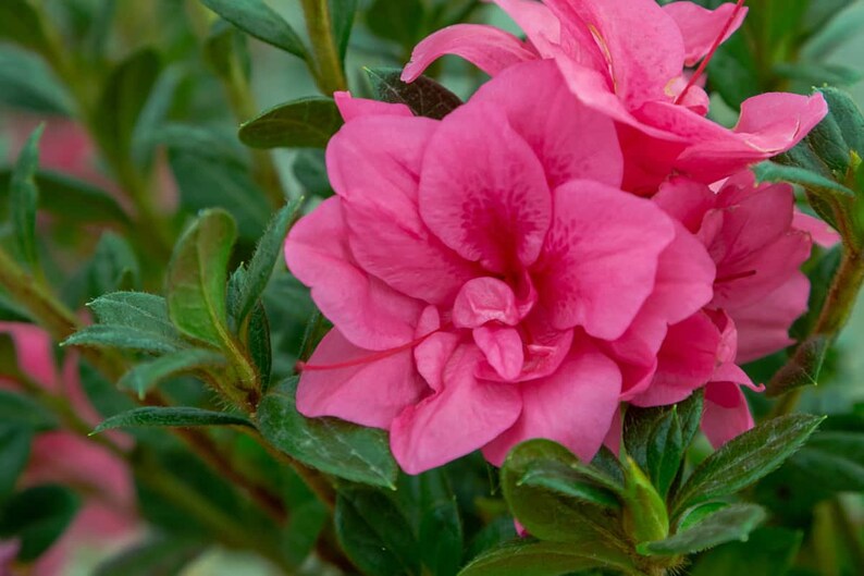 Autumn Empress™ Encore® Azalea Shrub: Rhododendron | Etsy