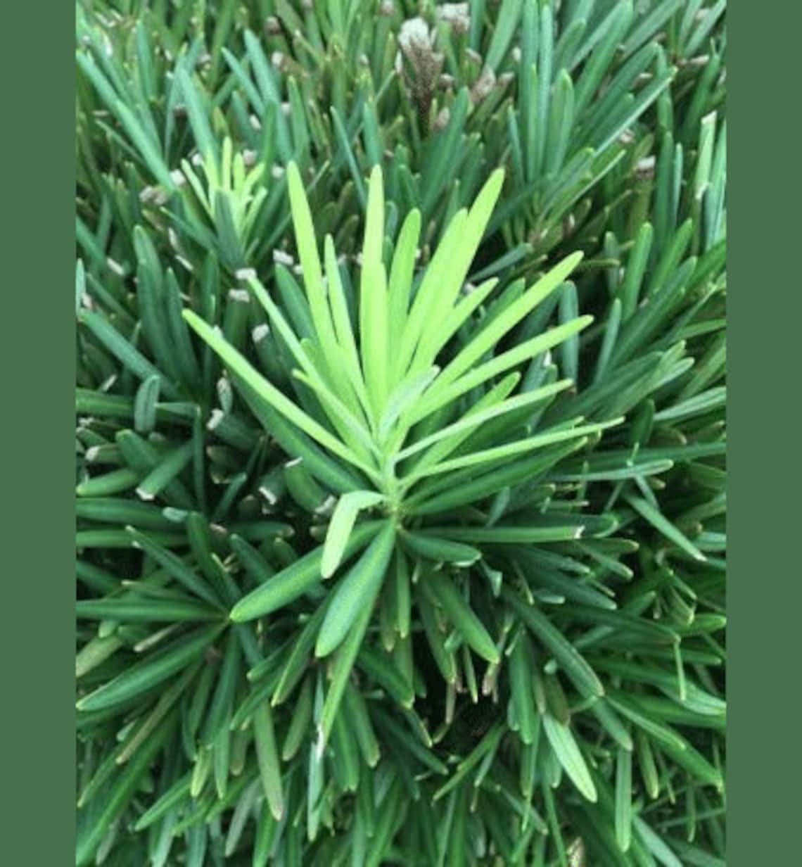 Podocarpus Pringles Dwarf: Podocarpus macrophyllus | Etsy