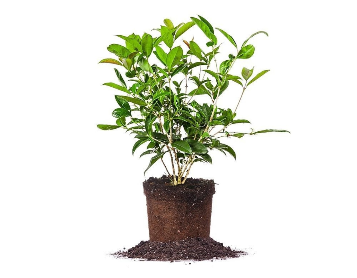 Tea Olive Shrub: Osmanthus Fragrans, Sweet Tea Olive Plant, Fragrant ...