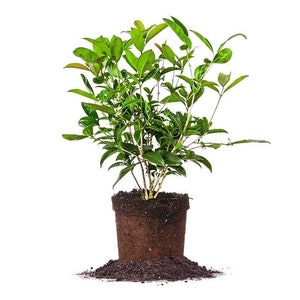 Tea Olive Shrub: Osmanthus Fragrans, Sweet Tea Olive Plant, Fragrant ...