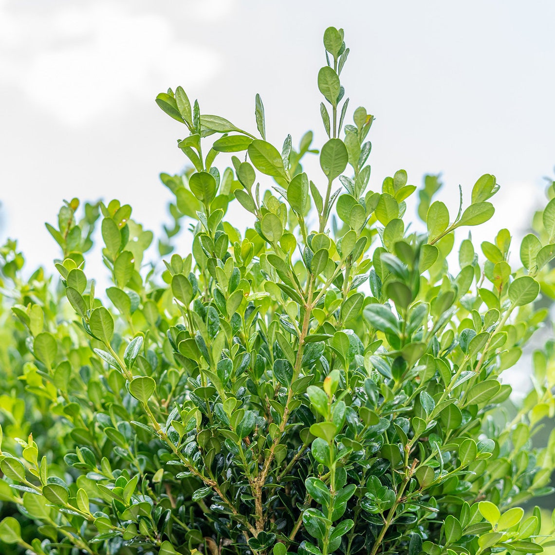 Winter Gem Boxwood Shrub: Buxus Microphylla Variety Japonica 'winter ...