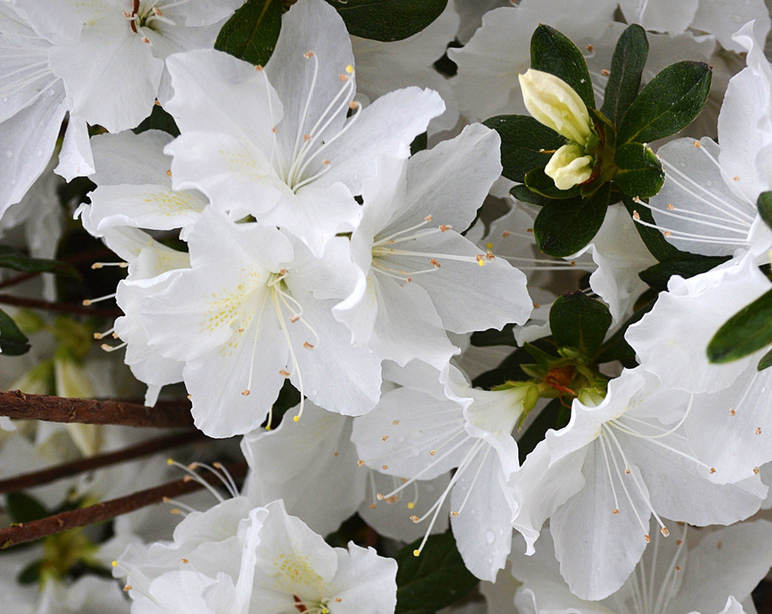 GG Gerbing Azalea: Rhododendron indicum 'Mrs. G. G. | Etsy