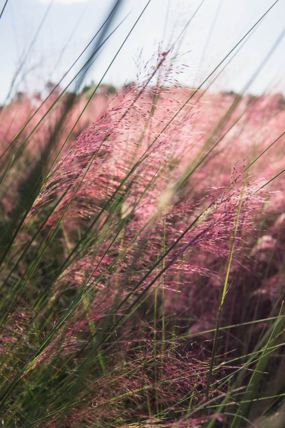 Dwarf Pink Muhly Grass: Muhlenbergia Capillaris 'cotton | Etsy