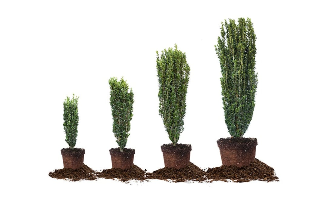 Sky Pencil Holly: Ilex Crenata 'sky Pencil', Japanese Pencil Tree ...