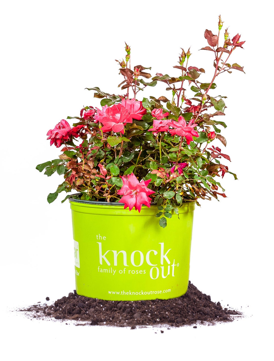 Double Red Knock Out® Rose: Rosa X 'radtko', All-america Rose, Red ...