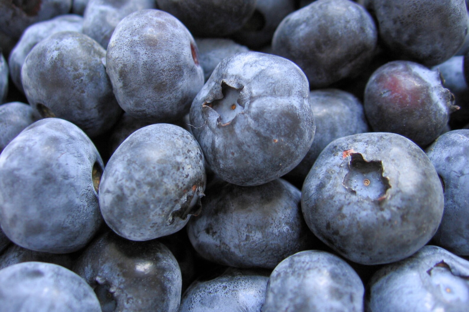 Assortment of 3 Blueberry Bushes for Best Cross Pollination: Rabbiteye ...