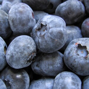 Assortment of 3 Blueberry Bushes for Best Cross Pollination: Rabbiteye ...