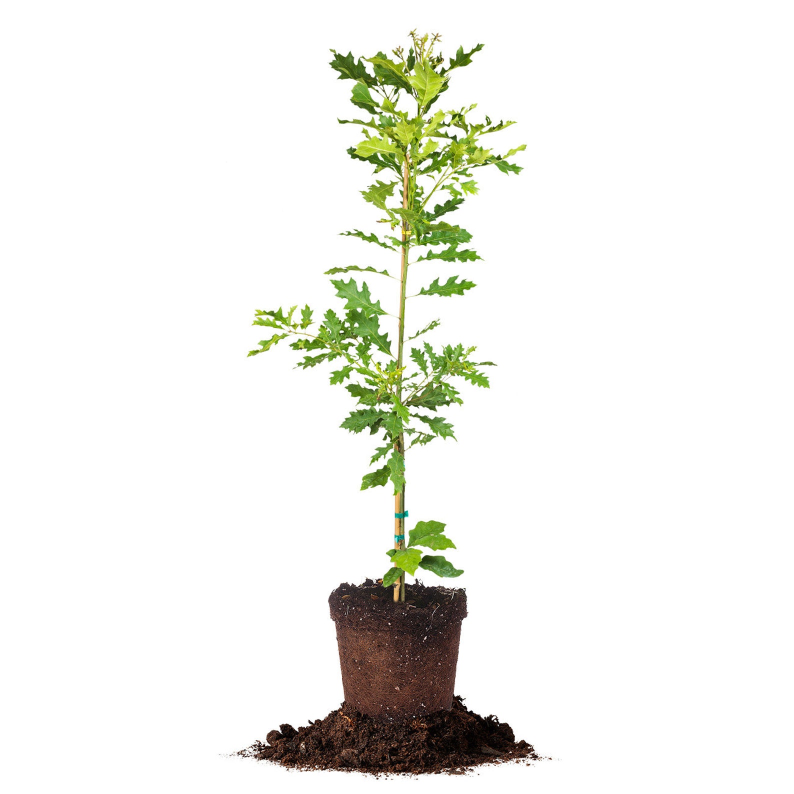 Shumard Oak Tree: Quercus Shumardii, Shade Tree, Fall Foliage - Etsy