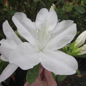 GG Gerbing Azalea: Rhododendron indicum 'Mrs. G. G. | Etsy