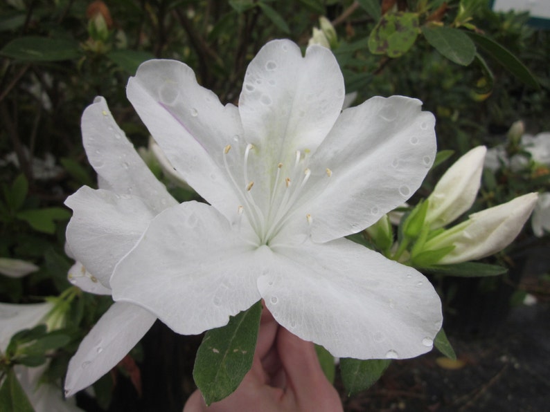GG Gerbing Azalea: Rhododendron Indicum 'mrs. G. G. Gerbing', Indica ...