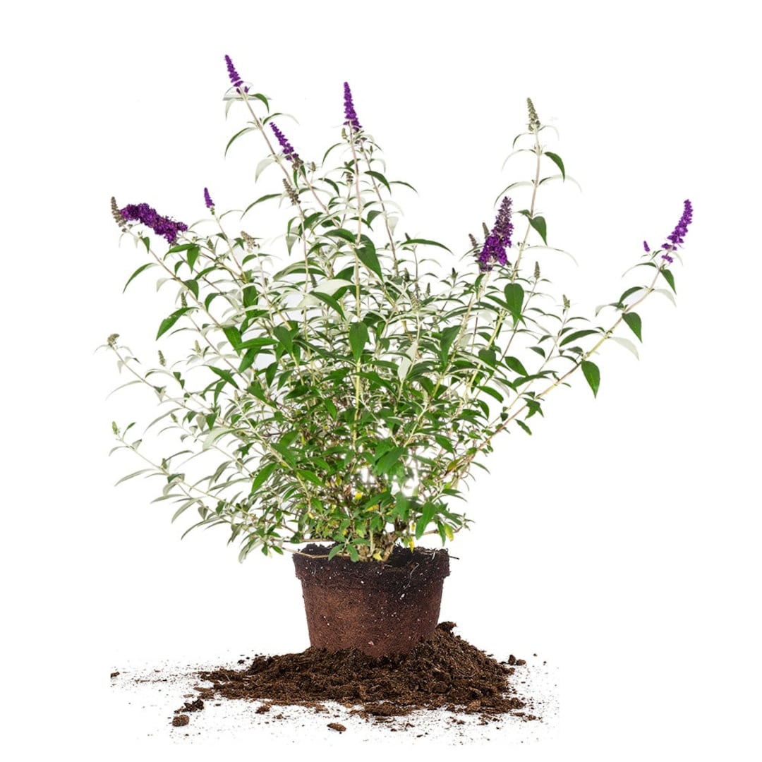 Black Knight Butterfly Bush - Large Fragrant Deep Purple Flower Cones ...