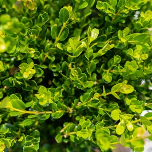 Winter Gem Boxwood Shrub: Buxus Microphylla Variety Japonica 'winter ...