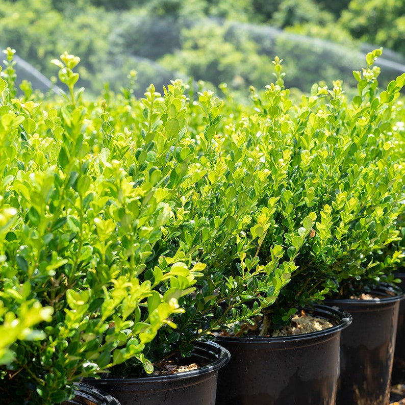 Winter Gem Boxwood Shrub: Buxus Microphylla Variety Japonica 'winter ...