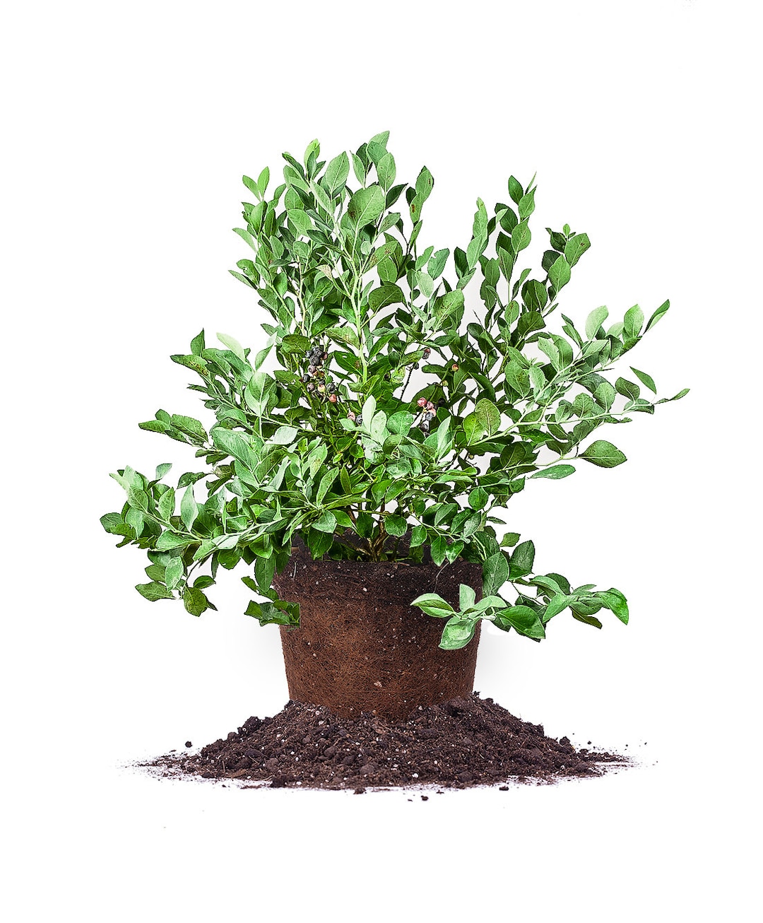 Powder Blue Blueberry Bush: Rabbiteye Blueberry Bush, Low Maintenance ...