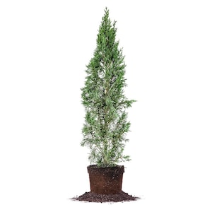 Italian Cypress Tree: Cupressus Sempervirens, Tuscan Cypress, Vertical ...