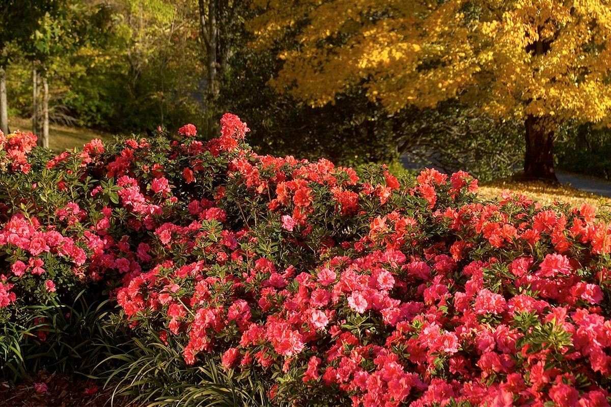 Autumn Empress™ Encore® Azalea Shrub: Rhododendron | Etsy
