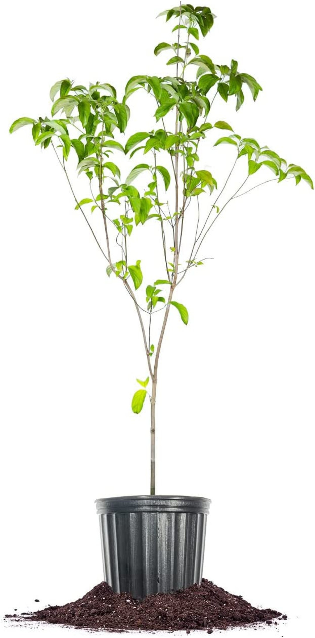 Red Dogwood Tree 5 Gallon | Live Trees for Outdoor Planting | Red ...