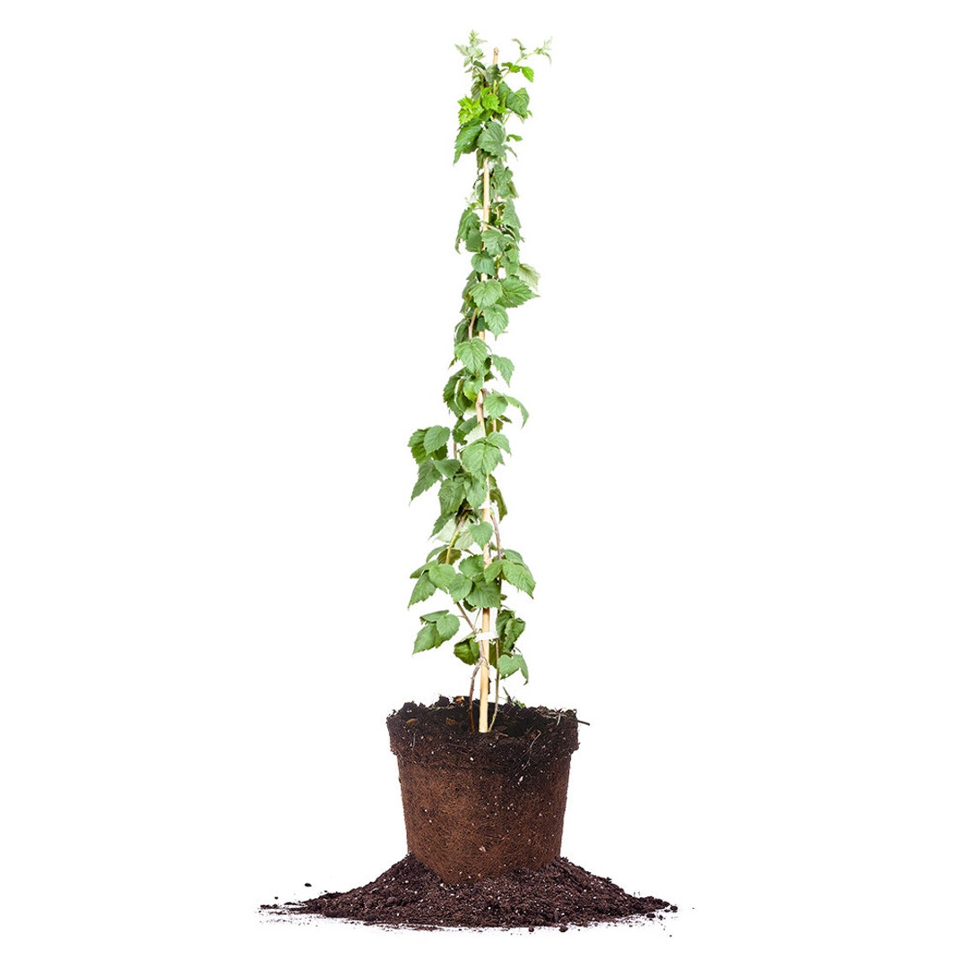 Glencoe Purple Thornless Raspberry Bush - Etsy