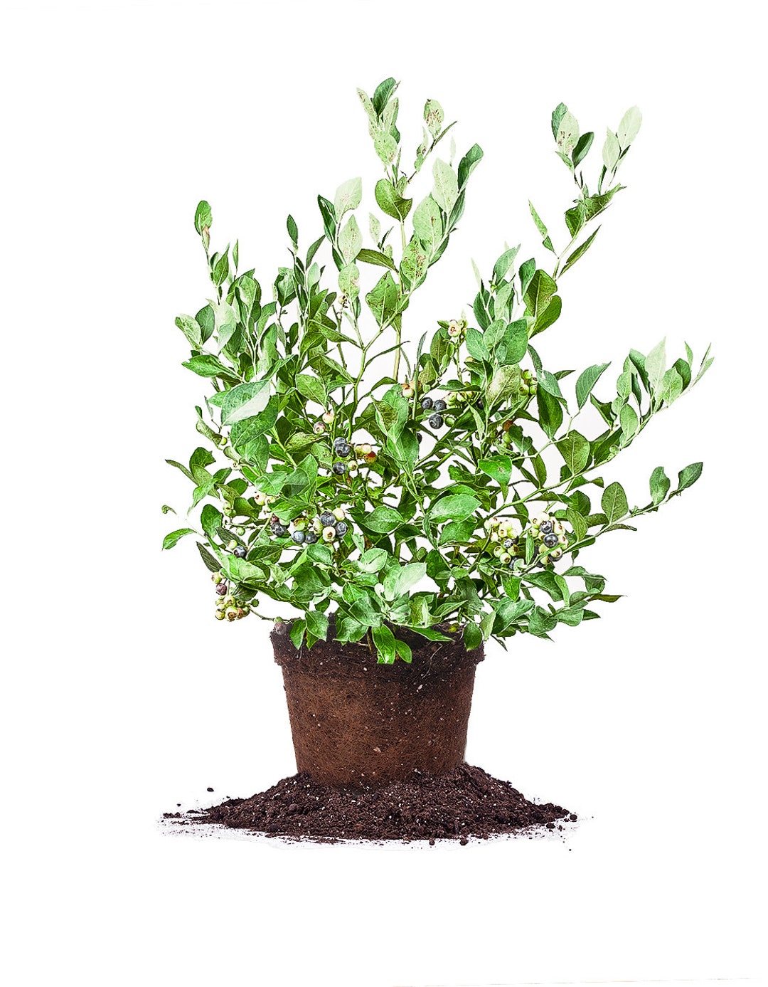 Rabbiteye Premier Blueberry: Vaccinium Ashei 'premier', Rabbiteye ...