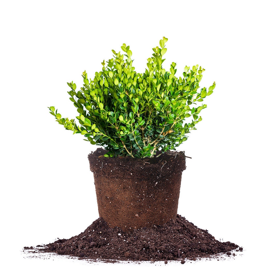 Winter Gem Boxwood Shrub: Buxus Microphylla Variety Japonica 'winter ...