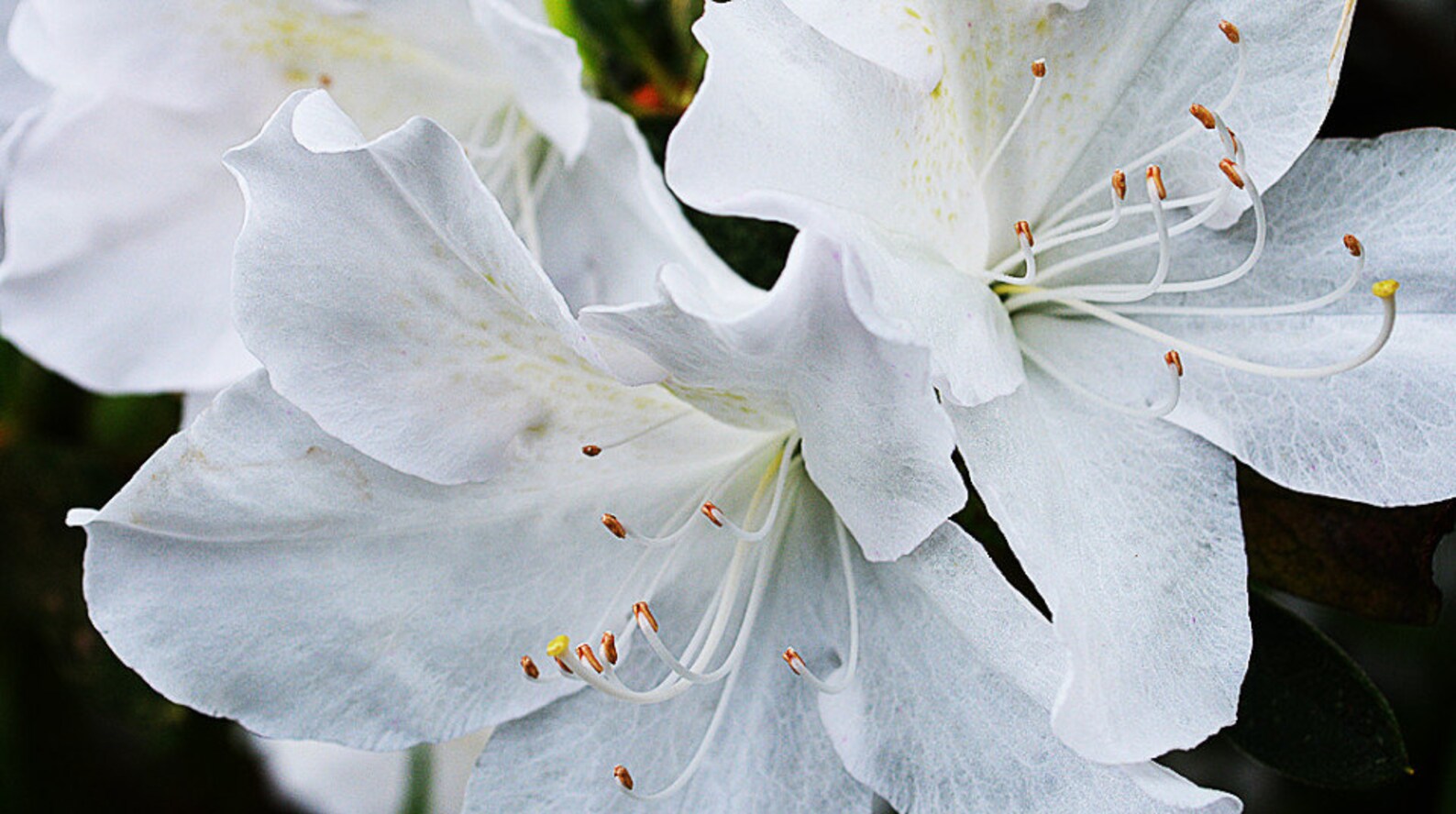 GG Gerbing Azalea: Rhododendron indicum 'Mrs. G. G. | Etsy
