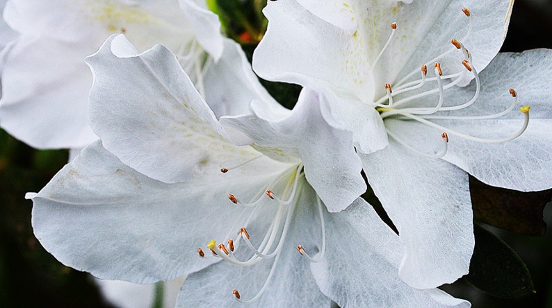 GG Gerbing Azalea: Rhododendron Indicum 'mrs. G. G. Gerbing', Indica ...