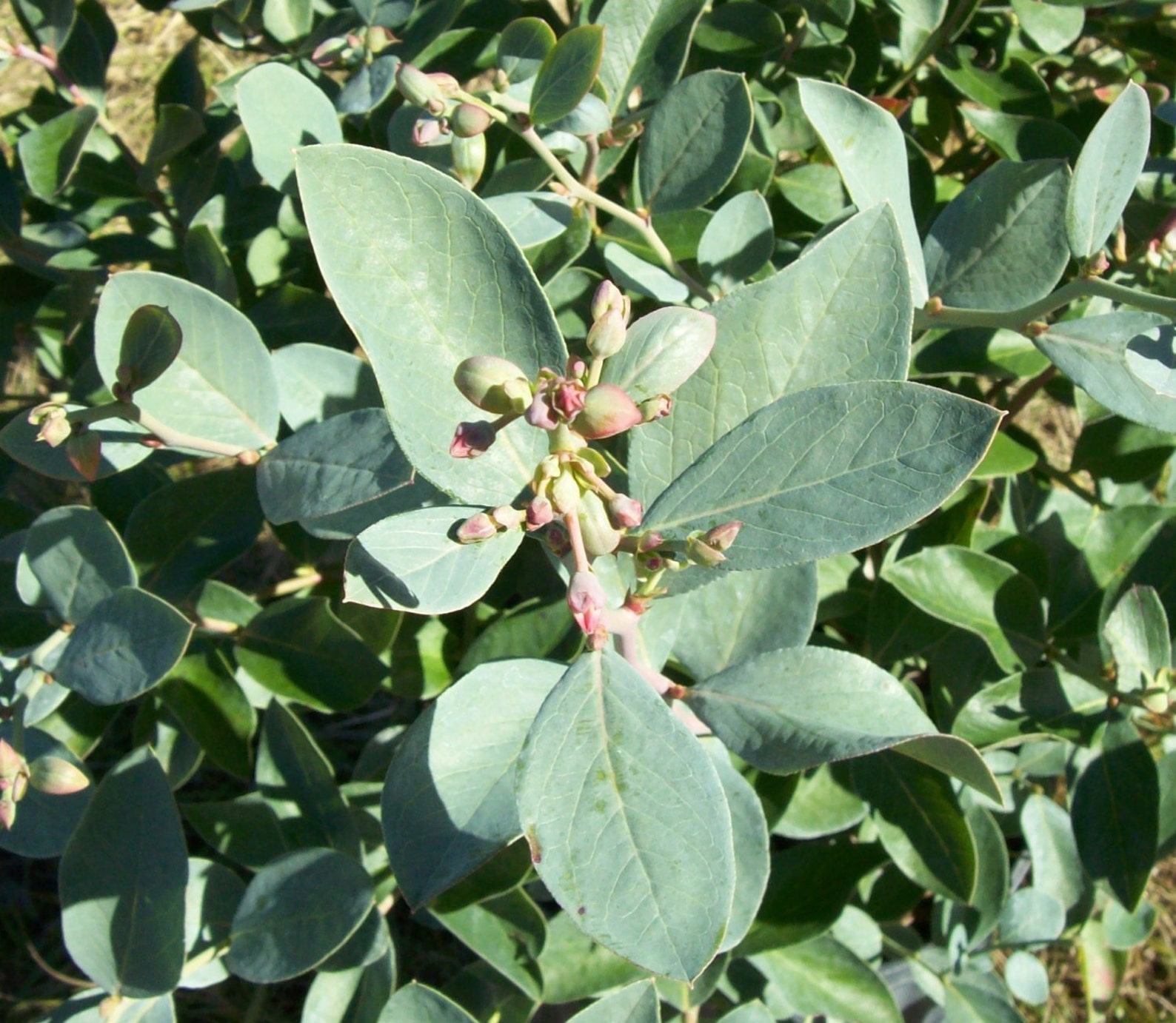 Assortment of 3 Blueberry Bushes for Best Cross Pollination: Rabbiteye ...