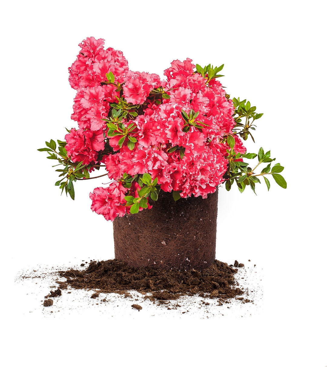 Red Ruffles Azalea: Rhododendron 'red Ruffles', Dwarf Azalea, Flowering ...