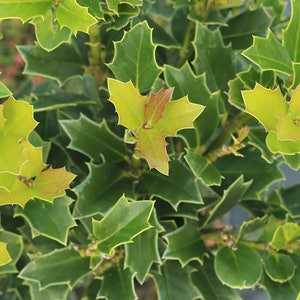 Oak Leaf ™ Holly: Ilex Hybrid 'conaf', Food for Wildlife, Fast Growing ...