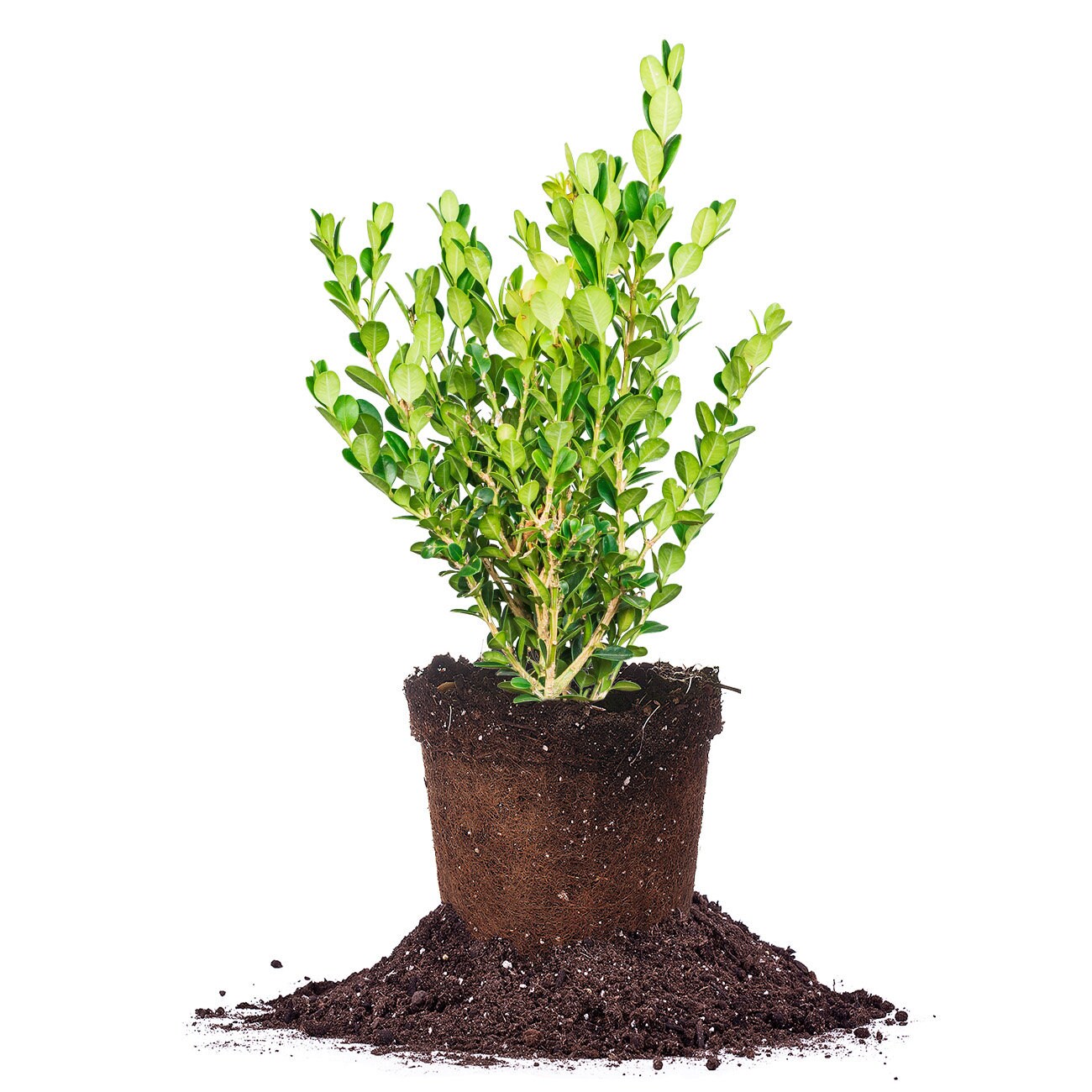 Winter Gem Boxwood Shrub: Buxus Microphylla Variety Japonica 'winter ...