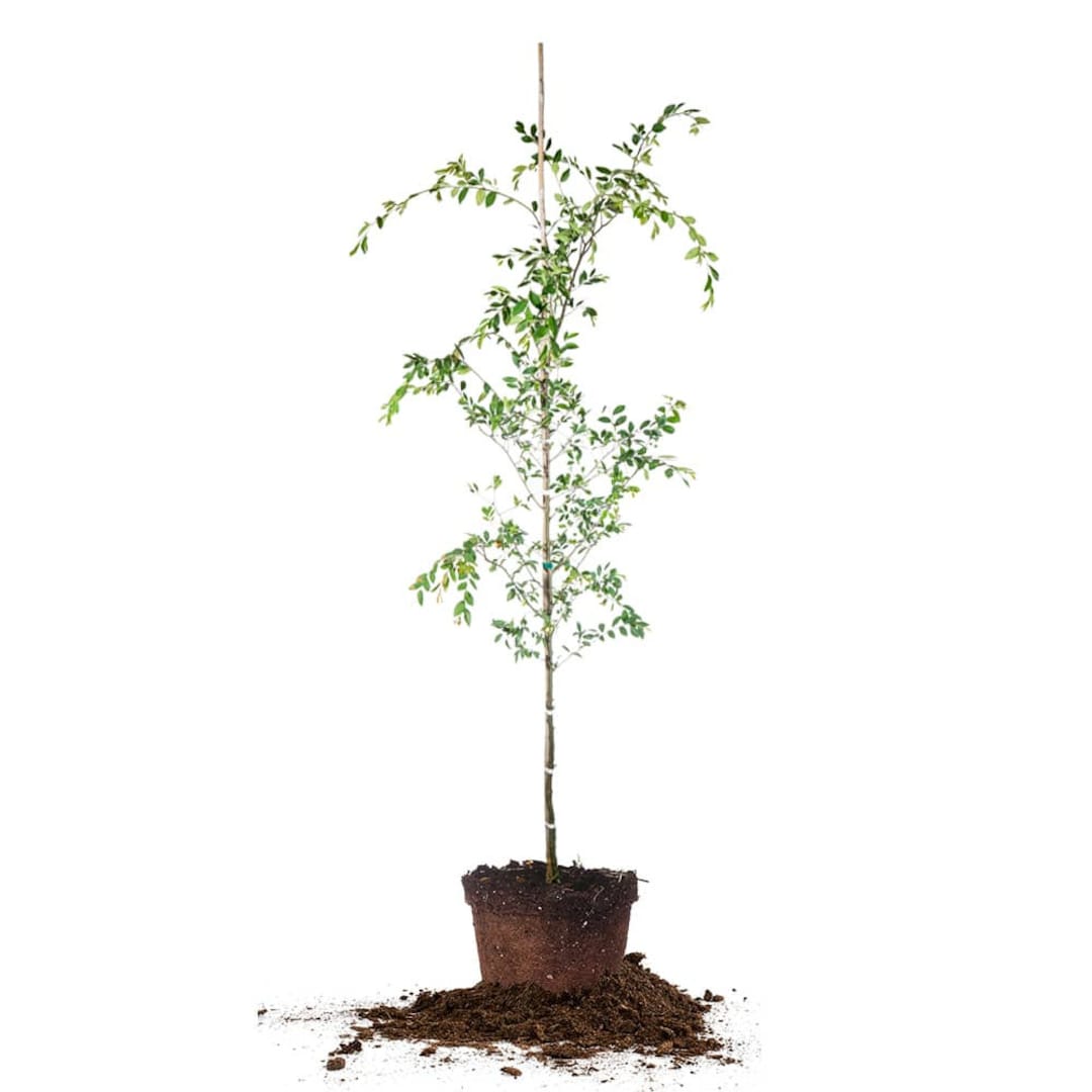 Drake Chinese Elm Tree: Ulmus Parvifolia 'drake', Semi-evergreen, Fast ...
