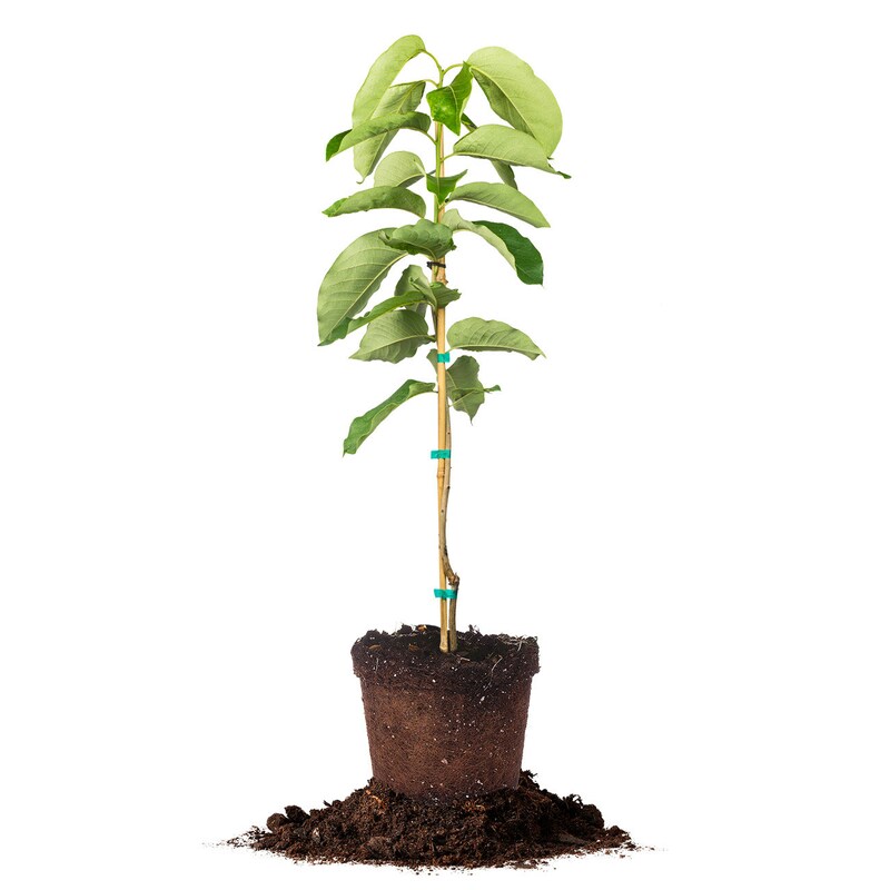 American Persimmon Tree - Etsy