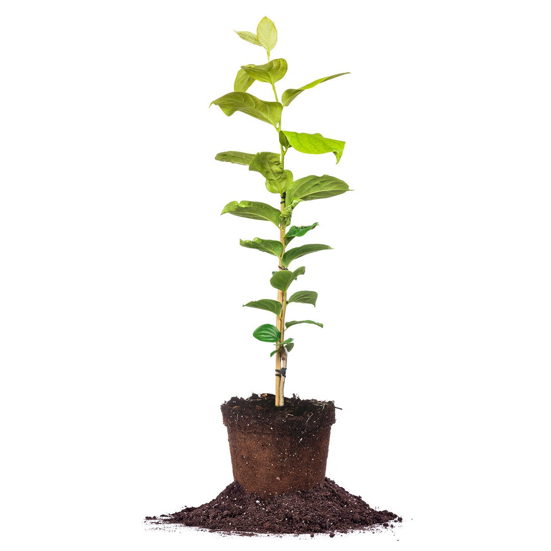 Chocolate Persimmon Tree: Diospyros Kaki, Non-astringent, Asian ...