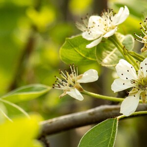 Moonglow Pear Tree: Pyrus Communis 'moonglow', White Flowers, Edible ...