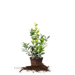 Oak Leaf ™ Holly: Ilex Hybrid 'conaf', Food for Wildlife, Fast Growing ...