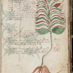 THE VOYNICH MANUSCRIPT 15th Century , Undecipherable Language, Most ...