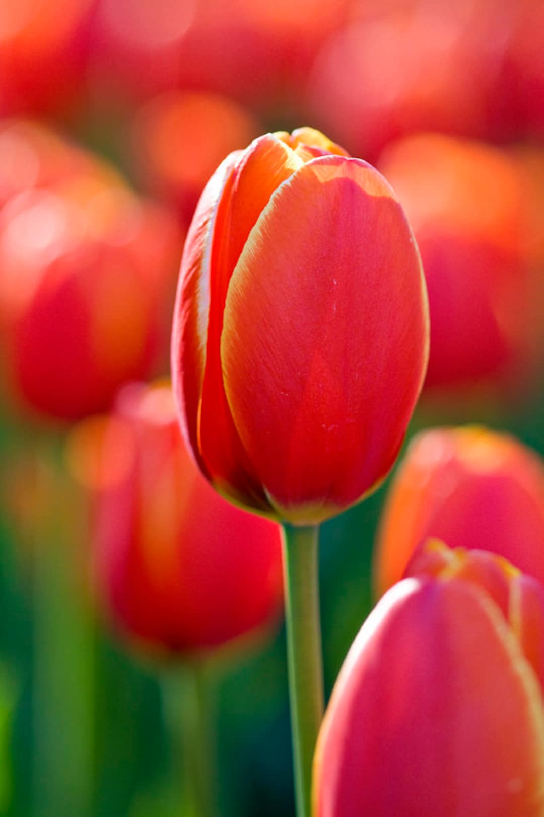 Digital Download Tulip Print Wall Art - Etsy