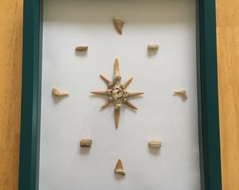 Shark tooth display | Etsy