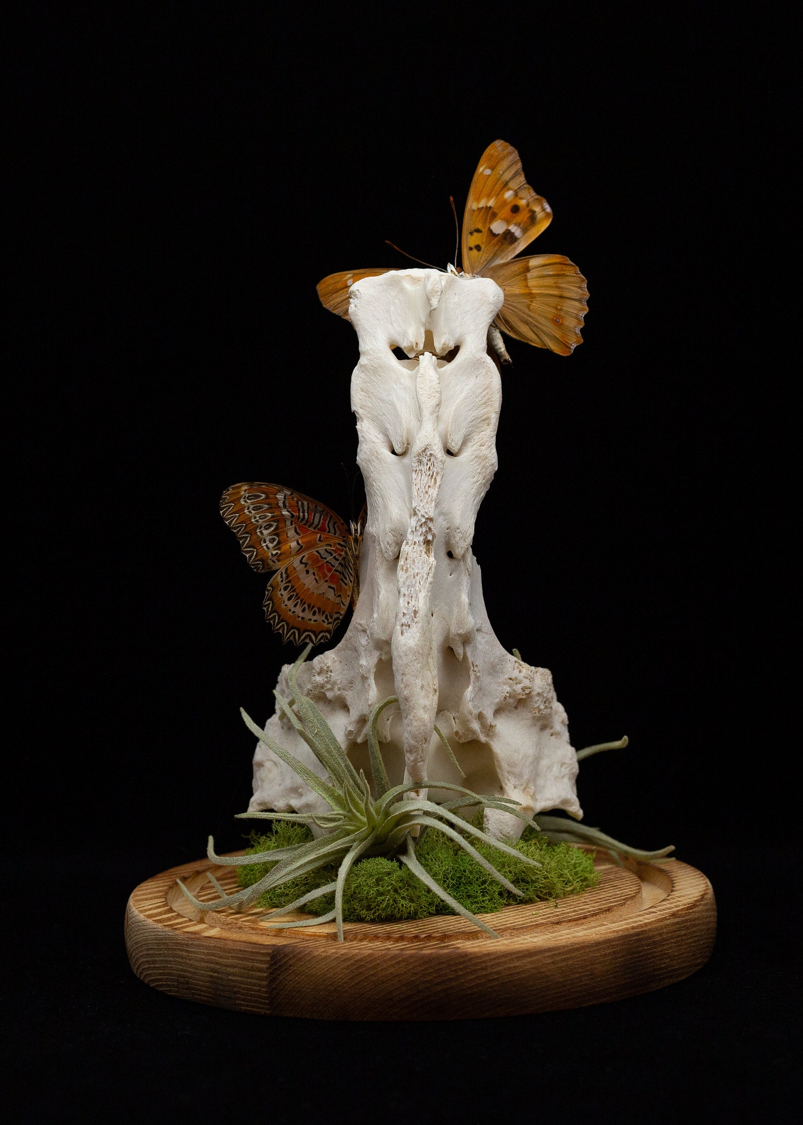 Apatura Iris purple Emperor Butterfly and Cethosia Biblis red Lacewing ...